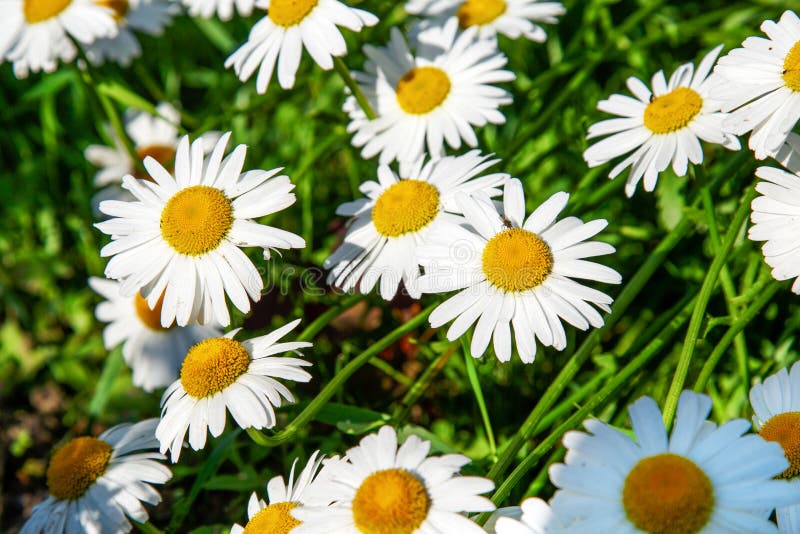 Camomiles foto de stock. Imagem de camomila, inculto - 56550176
