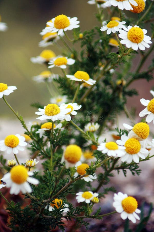 Camomiles stock photo. Image of natural, yellow, blooming - 41324090