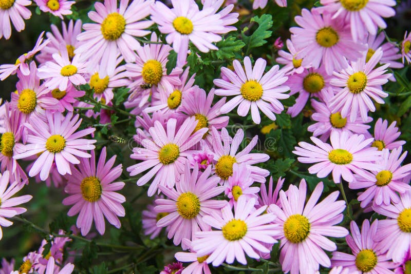 Camomille rose d'automne. photo stock. Image du centrale - 33545622