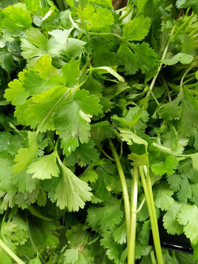 Camote Tops stock image. Image of tops, green, vegetable - 85038113