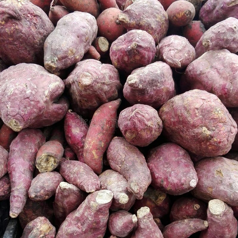 Camotes stock image. Image of camotes, plant, delicious - 94149085