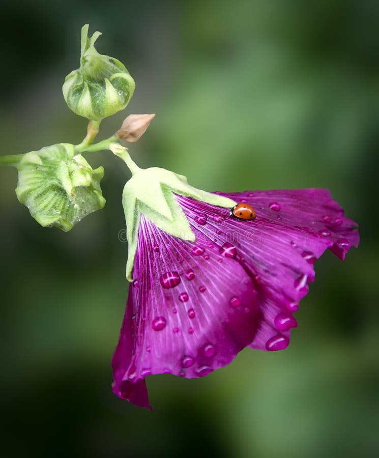Camouflage ladybug stock image. Image of green, hiding - 99403877