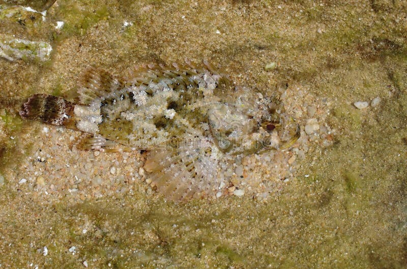 Camouflage fish stock photo. Image of sand, sealife, solefish - 1175764