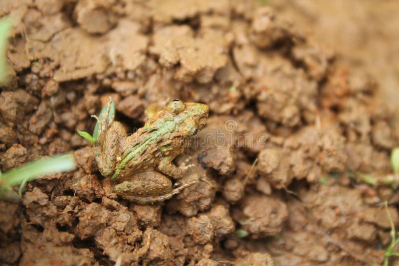 Camouflage Frog with the Ground Stock Image - Image of groundnprotect ...