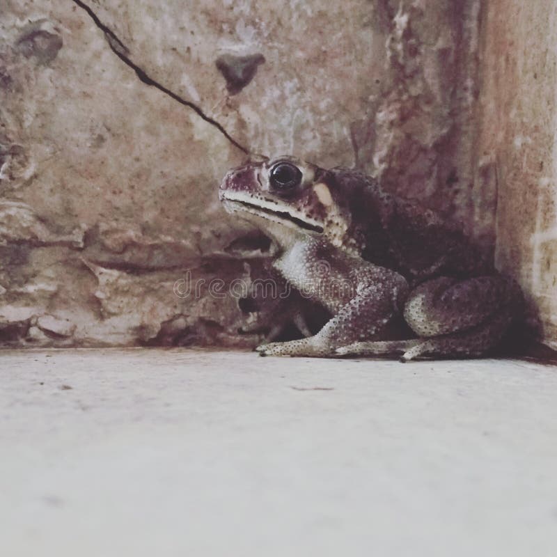 Camouflage Frog Kamuflase Unique Shoot Stock Photo - Image of ...