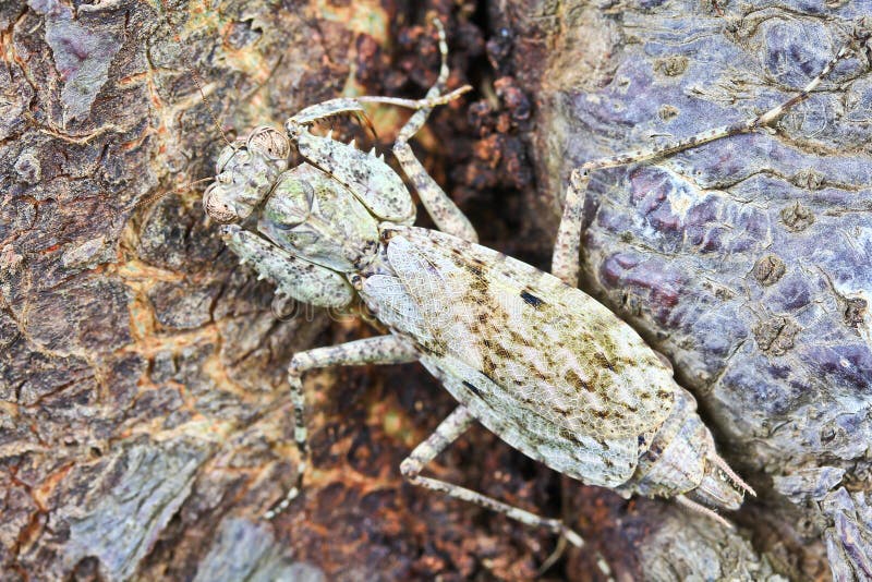 Camouflage for grasshopper stock image. Image of arthropoda - 38845387