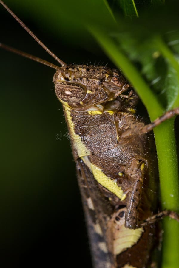 Camouflage Grasshopper on a Stone Stock Image - Image of grasshopper ...