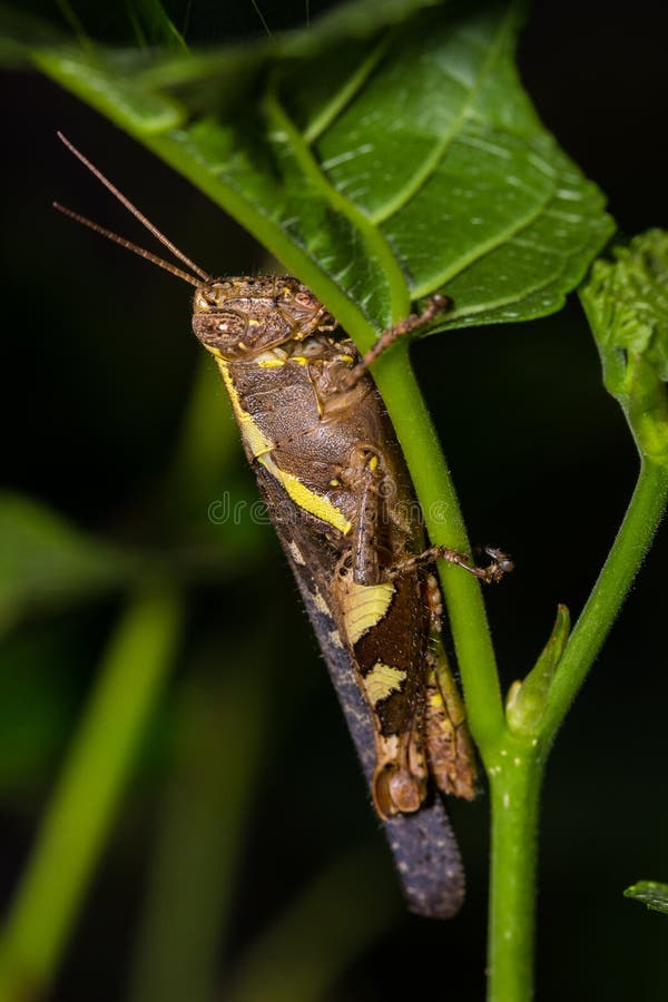 The Camouflage Grasshopper stock image. Image of nature - 82535773