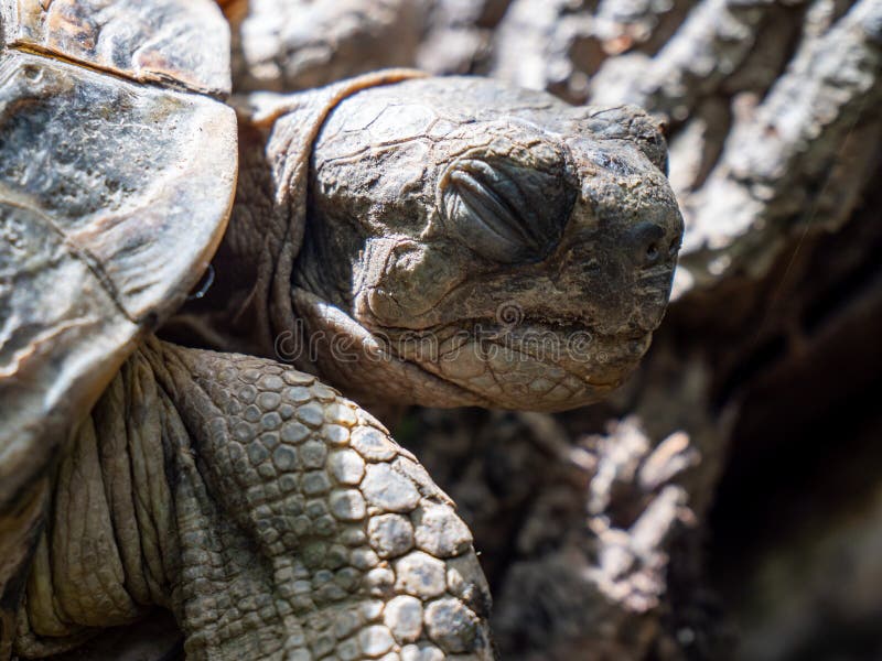 Camouflage of a Greek Tortoise Stock Photo - Image of shell ...