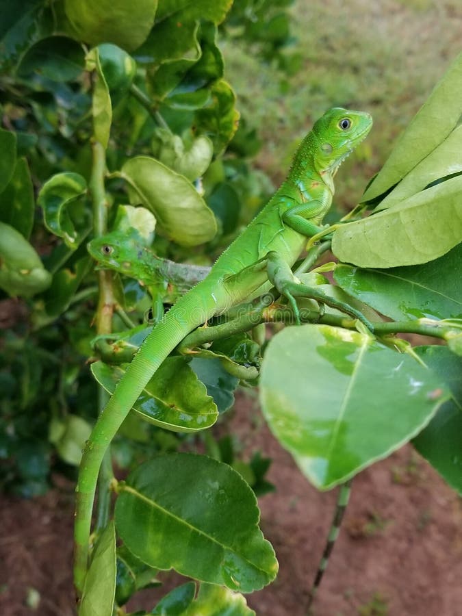 Camouflage stock photo. Image of lizard, nature, csmouflage - 99254882