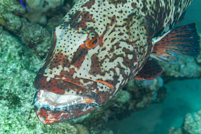 Fish of the Red Sea, Ð¡amouflage Grouper Stock Photo - Image of world ...
