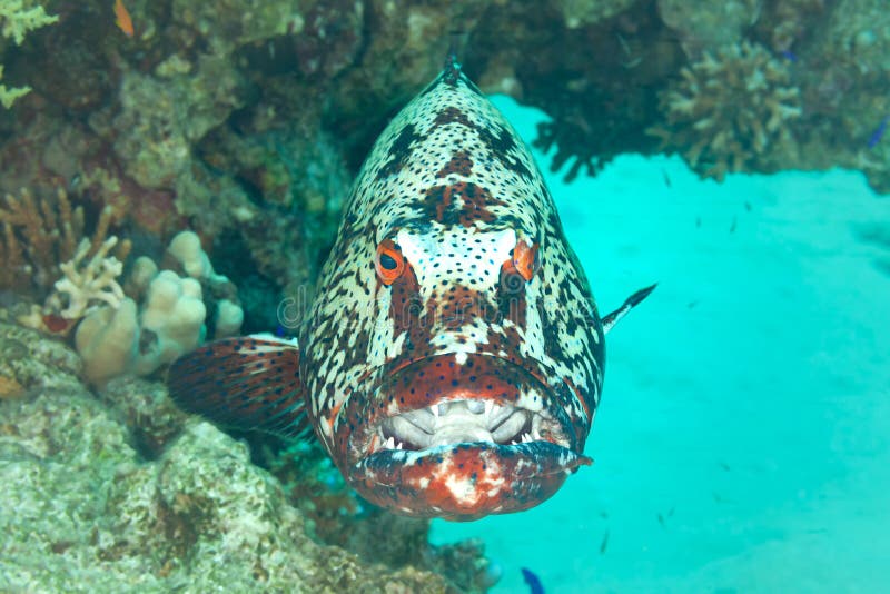 Fish of the Red Sea, Ð¡amouflage Grouper Stock Image - Image of nature ...