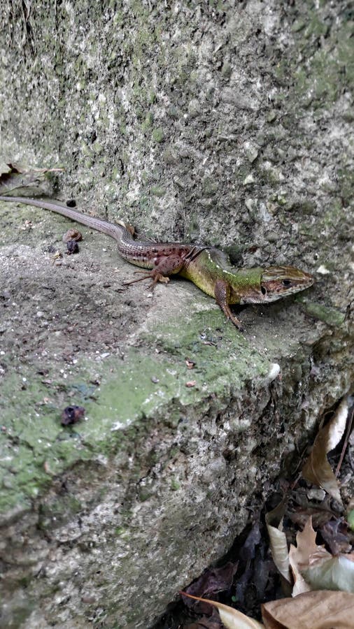 A camouflage guster stock photo. Image of point, beatiful - 172113134