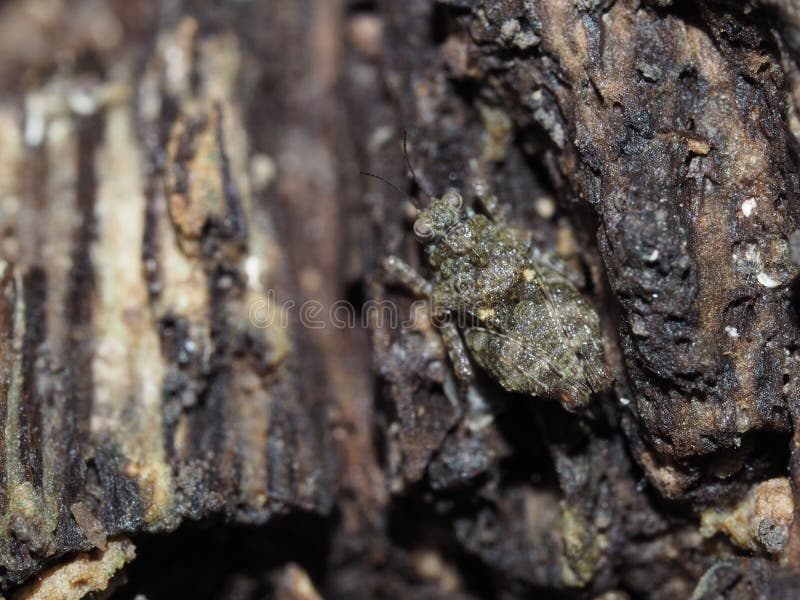 Camouflage insect stock image. Image of wildlife, larva - 108975193