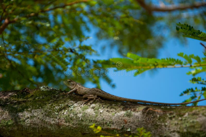 Camouflage_Lizard stock photo. Image of reptile, animal - 12201904