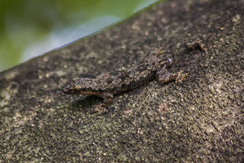 Camouflage Lizards on the Tree Not To Notice Easily Stock Photo - Image ...