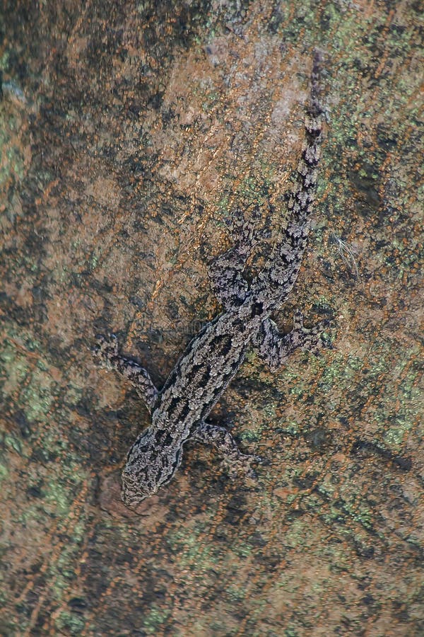 Camouflage Lizards on the Tree Not To Notice Easily Stock Image - Image ...