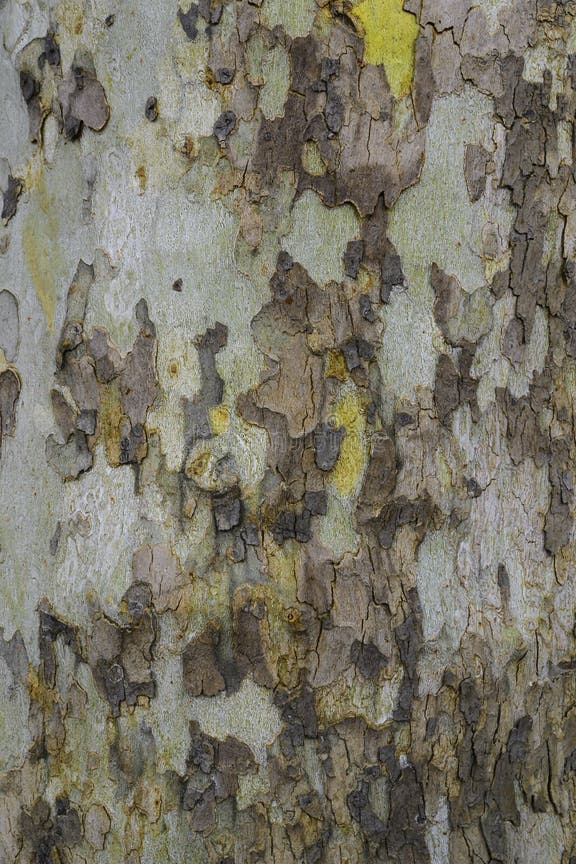 Texture of Sycamore Tree (Platanus, Plane-tree) Bark. Close-up of ...