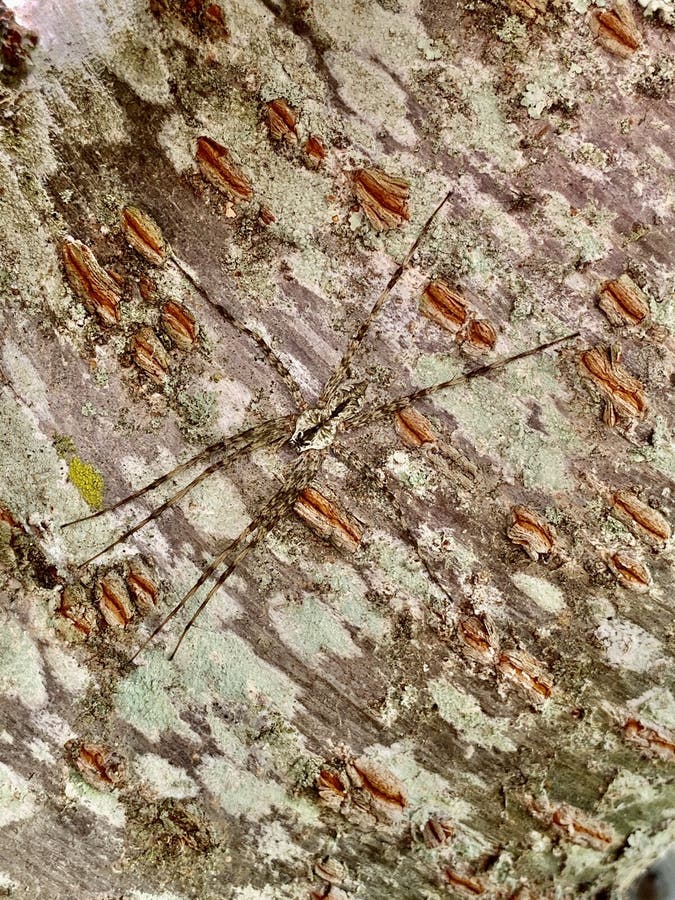 Camouflage stock image. Image of tree, ambush, camouflage - 190245153