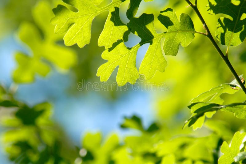 Camouflage Spring Green Oak Leaves Stock Photo - Image of summer ...