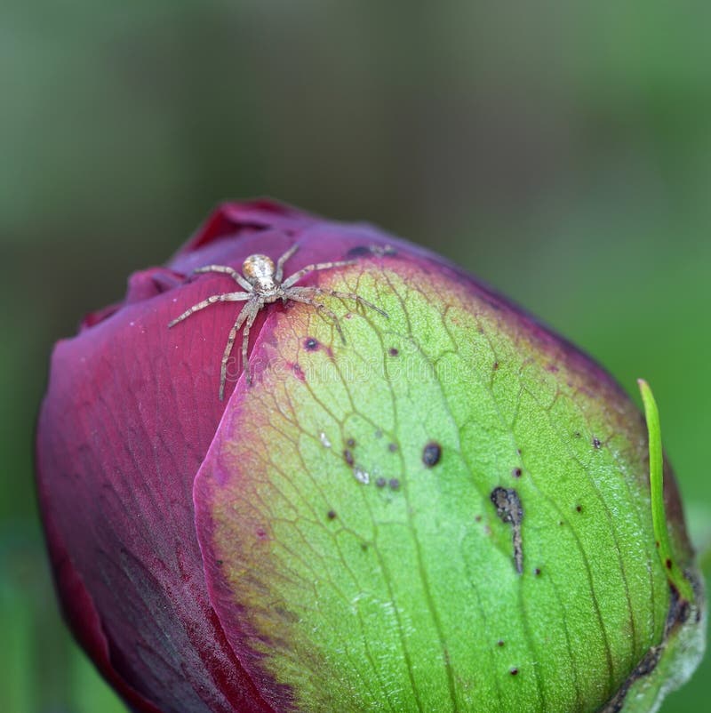 Flower Spider Laying in Ambush Stock Photo - Image of ambush, small ...