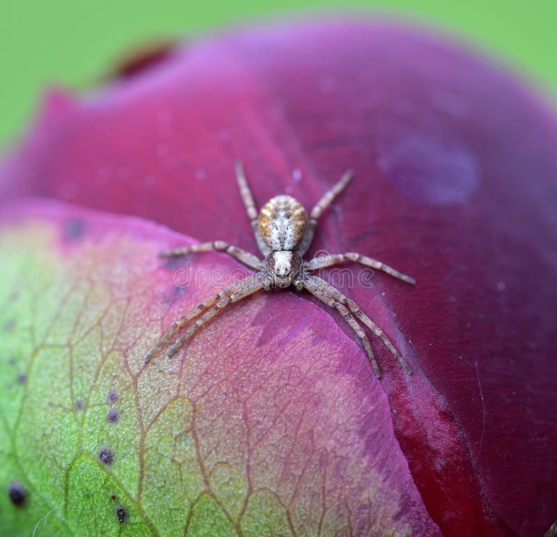 Flower Spider Laying in Ambush Stock Photo - Image of vatia, thomisidae ...