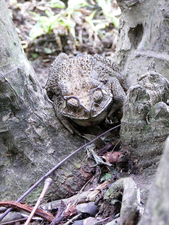 Toad With Camouflage Paint Almost Merges In Color With A Road In A ...