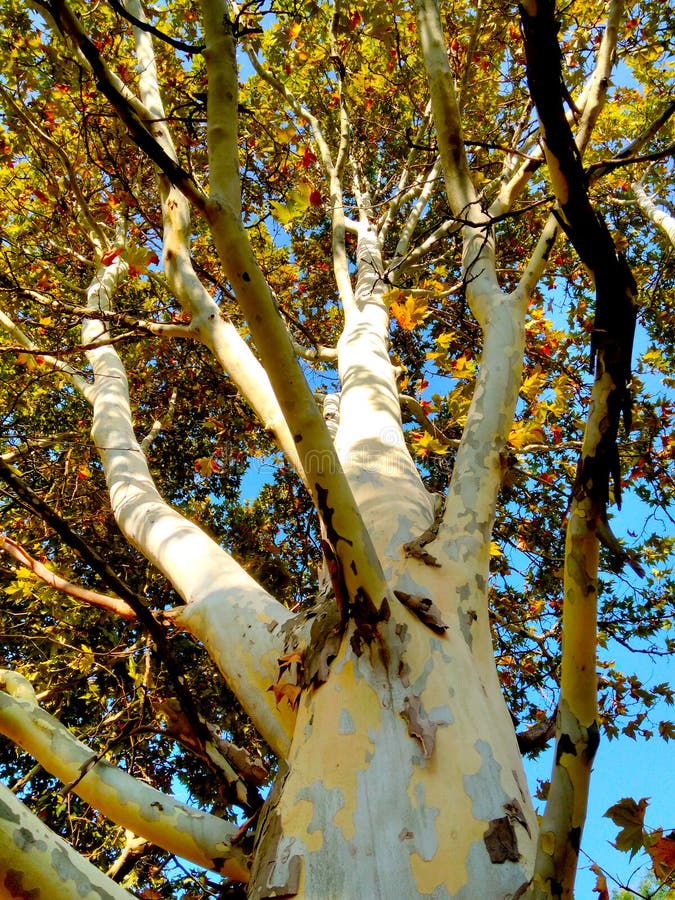 Camouflage Tree, Colored Bark, Autumn Nature Stock Image - Image of ...