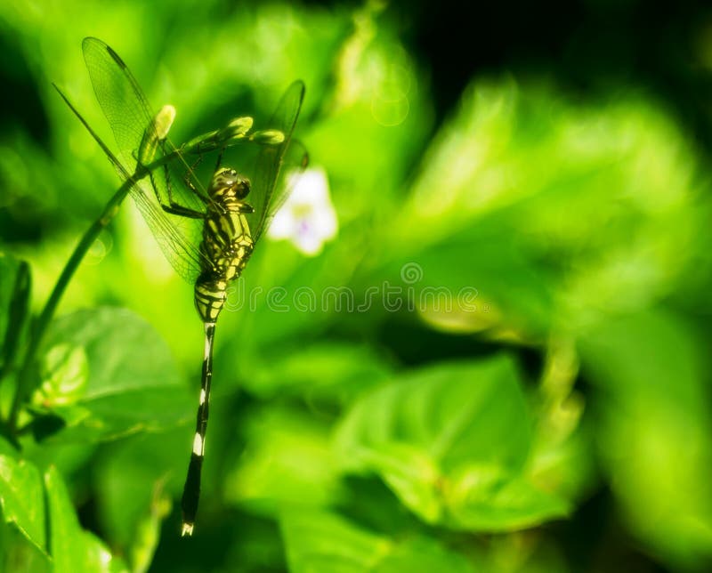 Groene libel stock foto. Image of openlucht, wild, insect - 33002346