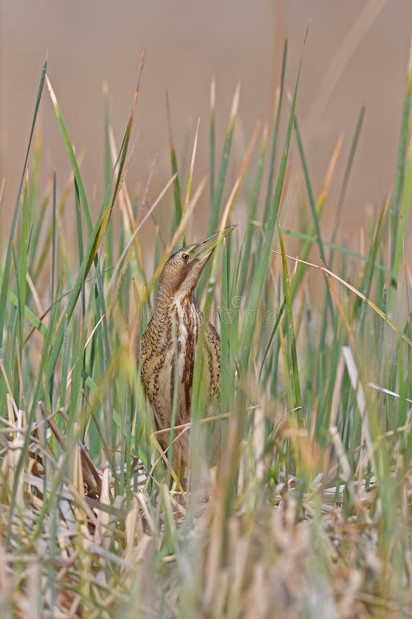 Camouflaged Bird. Eurasian Bittern Botaurus Stellaris Stock Photo ...