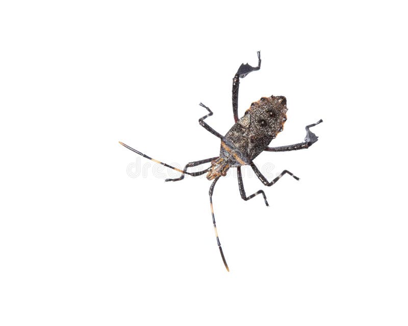 Shield Bug on white stock photo. Image of legs, abdomen - 166605106