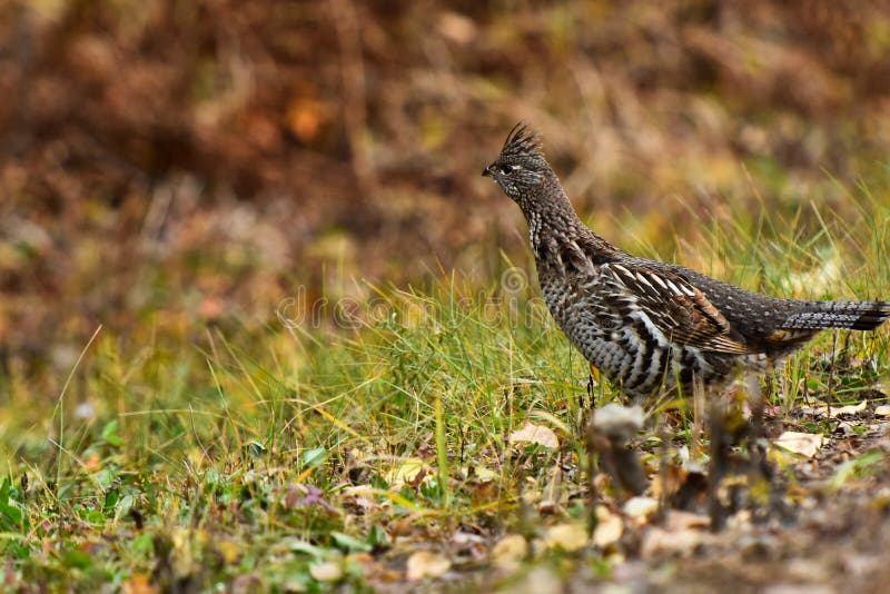 Camouflaged Dziki Pardwa Ptak Zdjęcie Stock - Obraz złożonej z śliczny ...