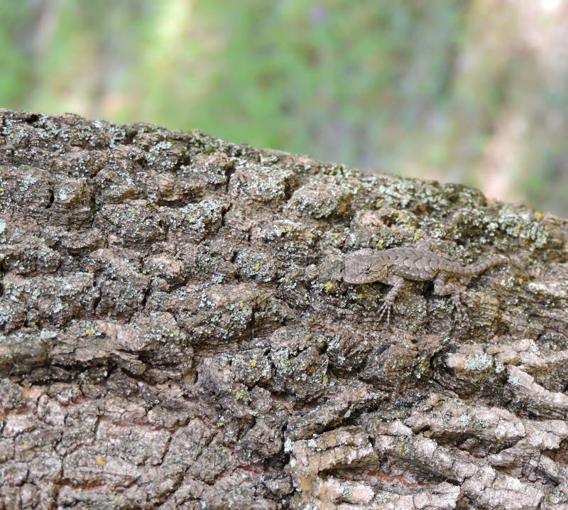 Camouflaged Fence Lizard stock image. Image of outdoors - 58590863