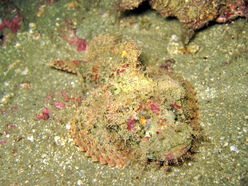 Camouflaged Fish stock image. Image of underwater, marine - 308789