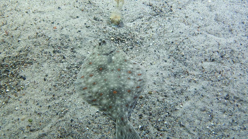 Camouflaged fish stock image. Image of sand, digging - 101035101