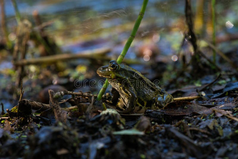 Camouflaged frog stock image. Image of esculentus, nabu - 87299833