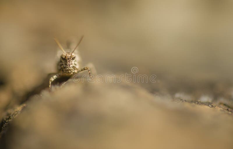 Brown cricket camouflage stock photo. Image of macro - 33108808
