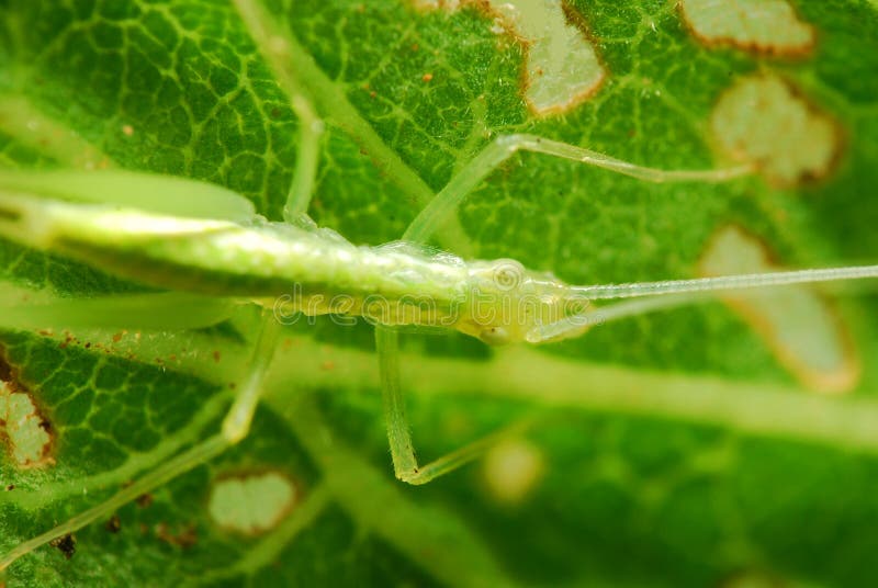 Camouflaged Insect stock image. Image of stick, walking - 14843439