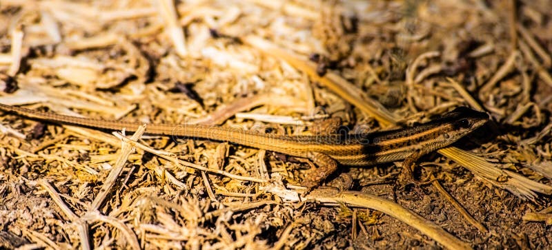 Camouflaged Lizard on Brown Ground Stock Image - Image of lizard ...