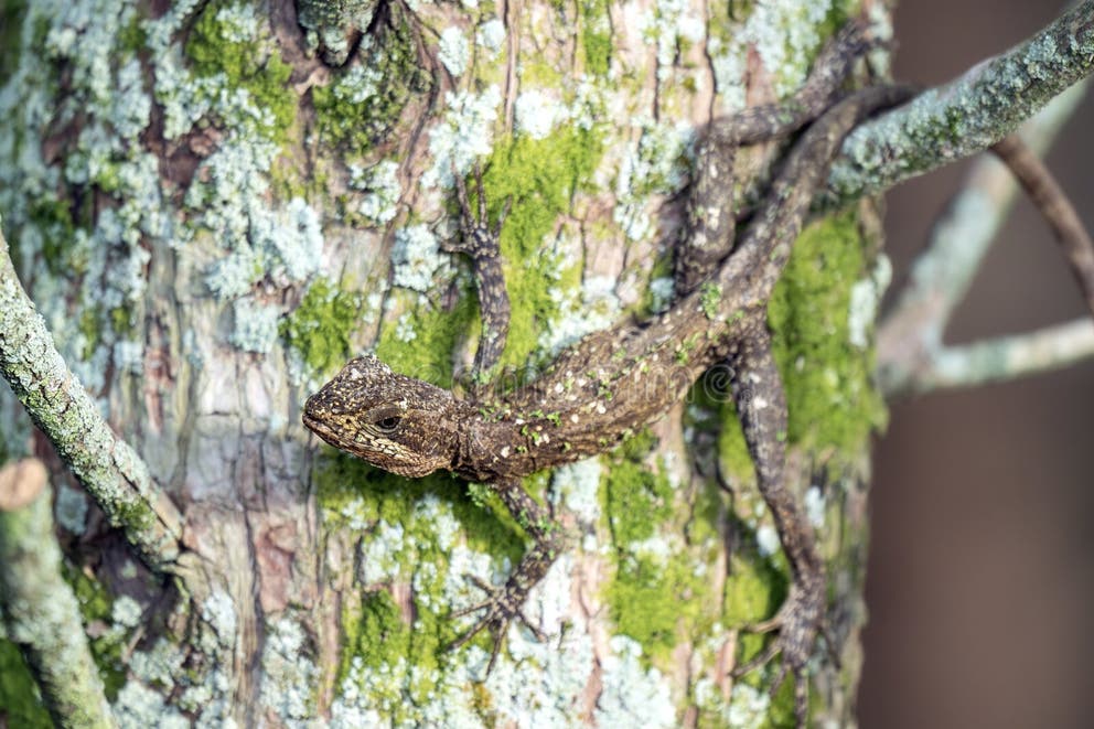 Camouflaged Lizard on a Tree Trunk. Stock Image - Image of head, plant ...