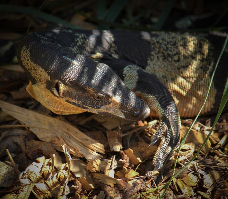 121 Banded Monitor Stock Photos - Free & Royalty-Free Stock Photos from ...