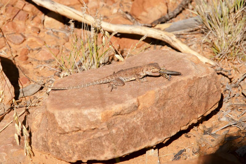 Camouflaged Monitor Lizard - Australia Stock Photo - Image of tristis ...