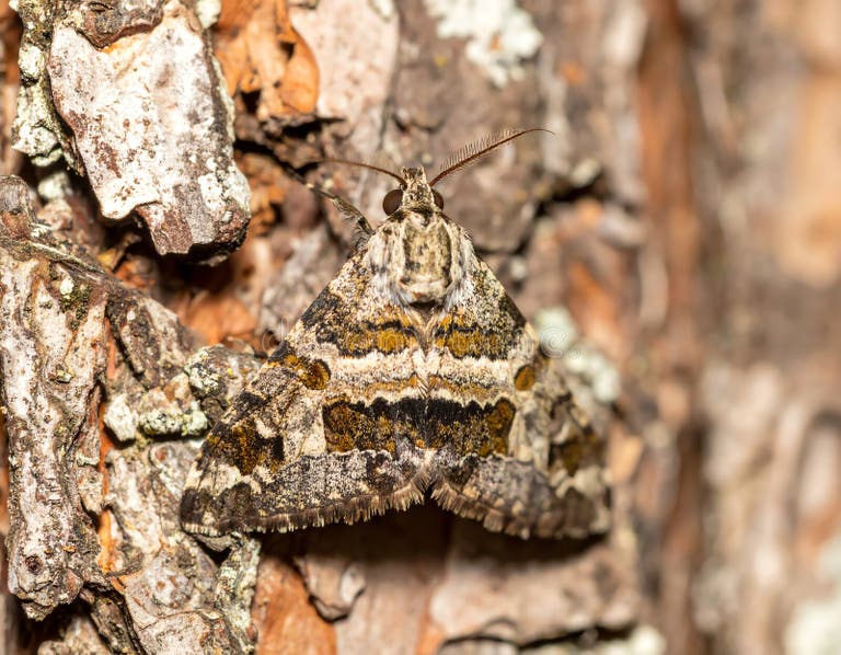 Camouflaged Moth on Tree Bark Stock Image - Image of survival, texture ...