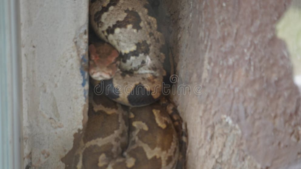 Camouflaged Python Coiled in a Narrow Space between Walls Stock Photo ...