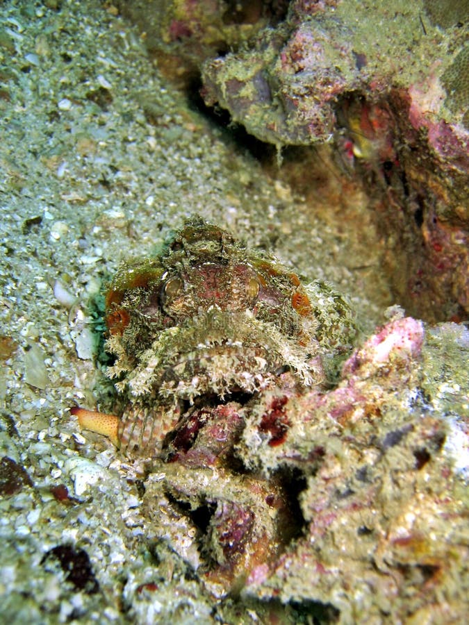 Camouflaged Fish stock image. Image of underwater, marine - 308789