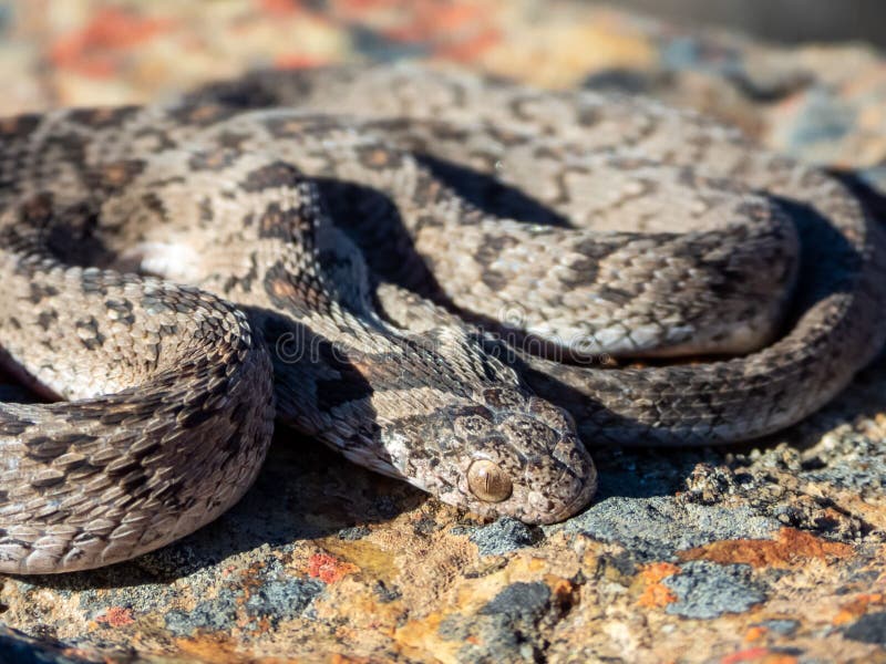 Camouflaged Snake on Rocky Surface Stock Illustration - Illustration of ...