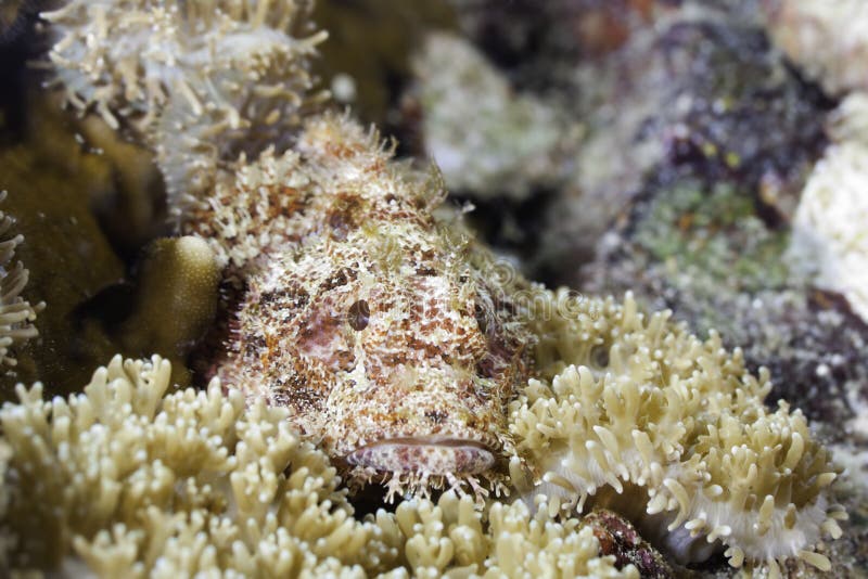 Camouflaged Stonefish stock image. Image of color, camouflaged - 13633337