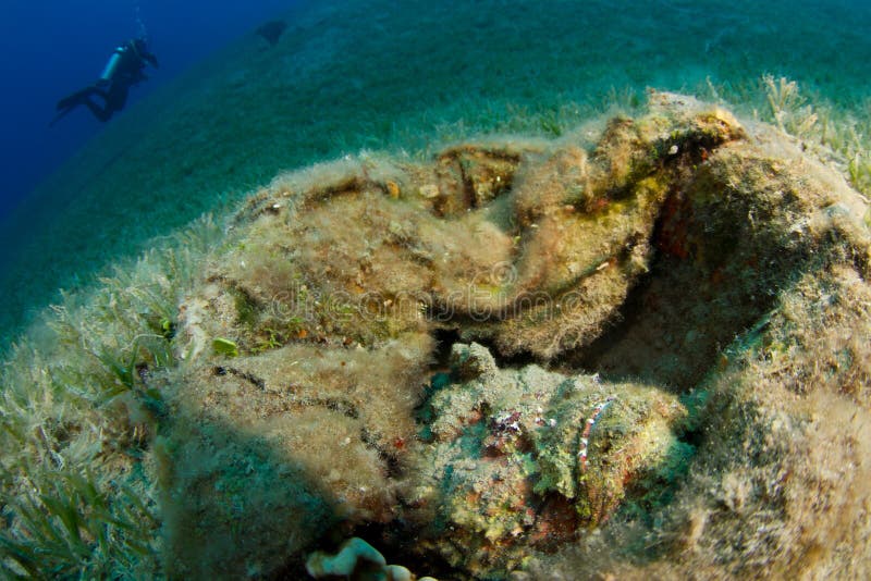 Camouflaged Stonefish in the Foreground Stock Photo - Image of fish ...