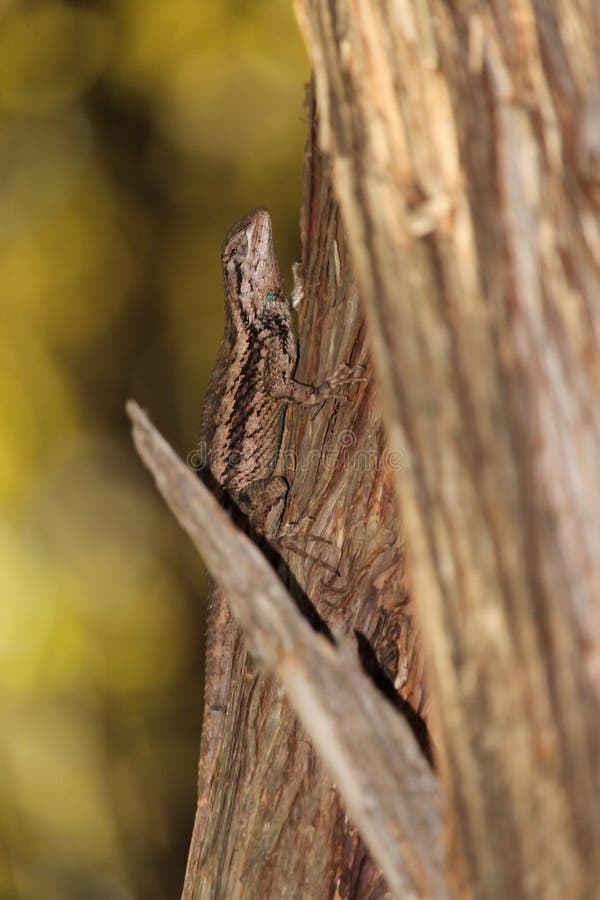 Camouflaged Texas Spiny Lizard in Tree Stock Image - Image of climbing ...