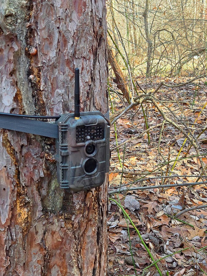 Camouflaged Trail Cam Strapped To a Tree Stock Illustration ...